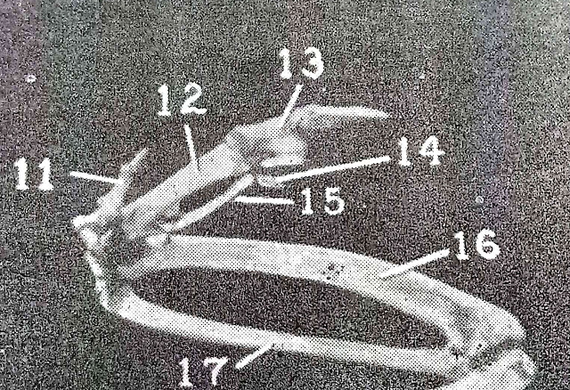Digits of Forelimb | Gross Anatomy | Anjani Mishra