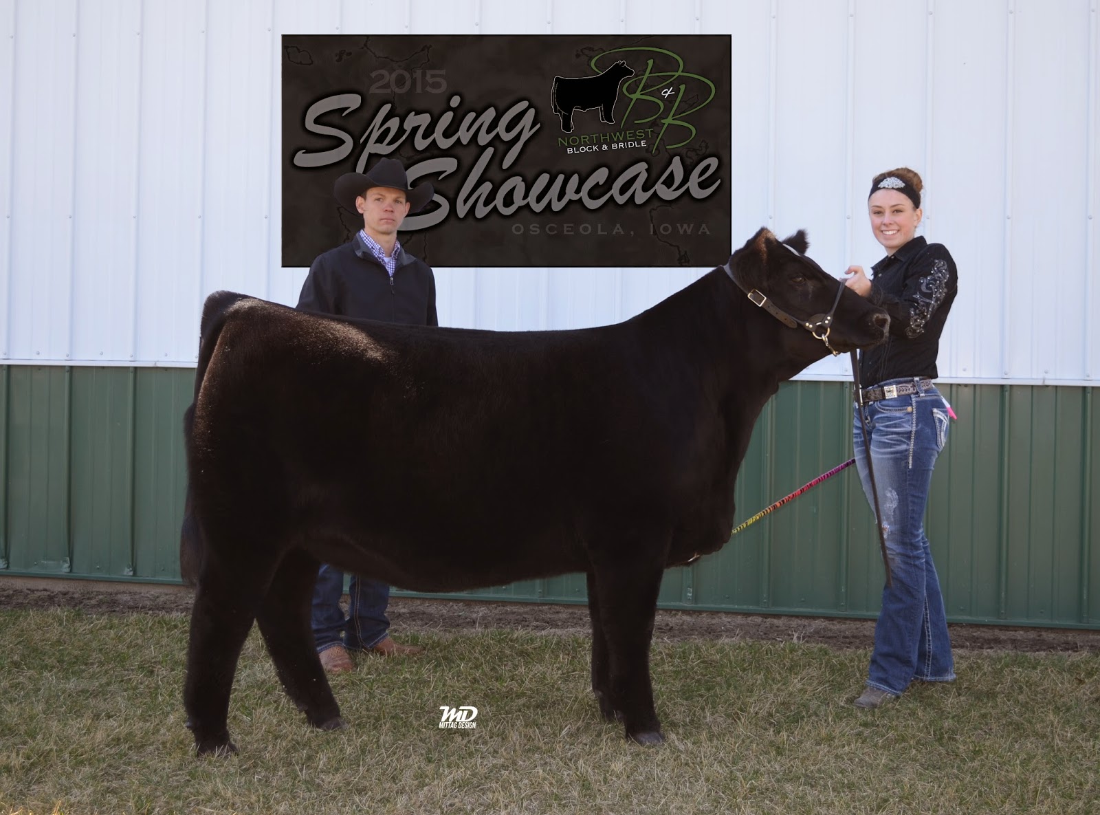 MITTAG Blog: Official Photos | Top 5 Breeding Heifers | NWMSU B&B ...