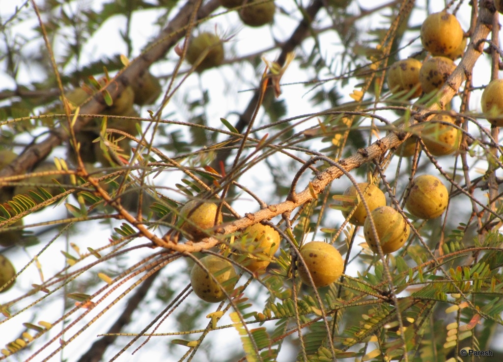 Gifting Trees...: Nakshatra is Forever..!