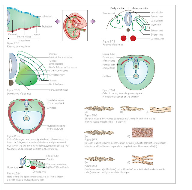 Muscular System - pediagenosis