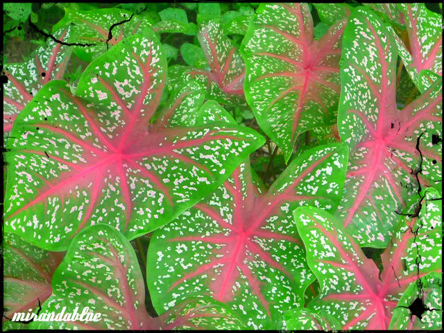 Miranda: Caladium Bicolor/Mandarin Orange Monday