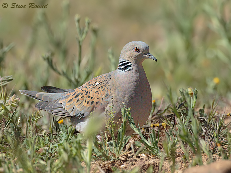 Steve Round Wildlife Photography: Turtle Dove