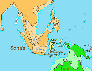 Paparan Sunda | Indonesian Forest