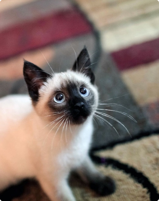 Koty syjamskie, karmy dla kotów, koty, opieka nad kotami, informacje o kotach