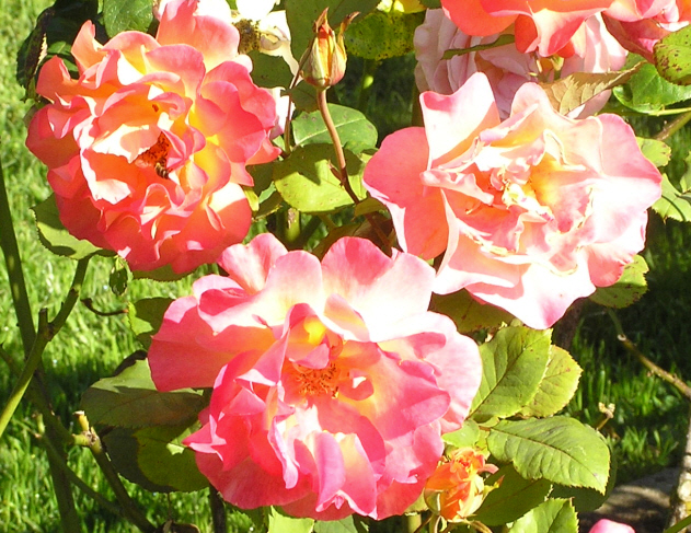 Rheumatologe: Carpe Diem Haiku rose