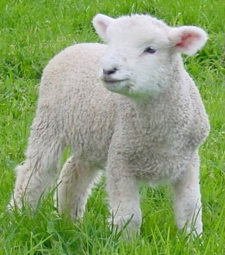 Blog de Jairo del Agua: Cordero de Dios (1ª Parte)