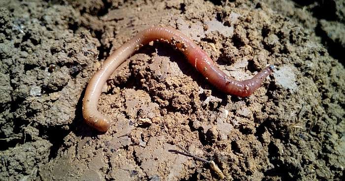 Apakah Cacing akan Mati jika Dipotong? | Belajar Sampai Mati