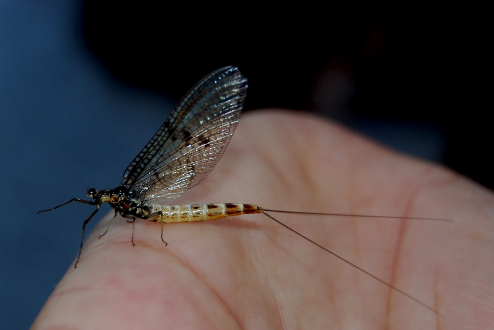 River Fly Box: Ephemera Danica, Imago