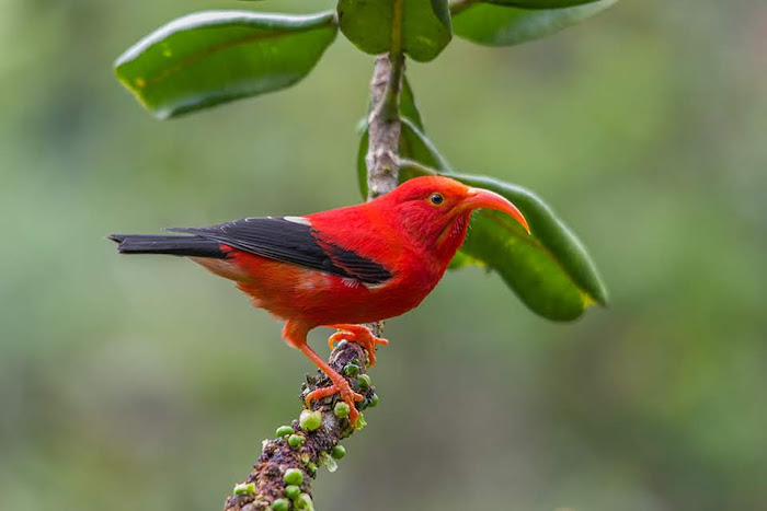 Δρεπανίς - Ορνιθοπανίδα