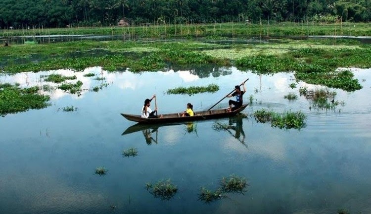 Pengertian Rawa Adalah : Ciri-ciri, Macam- Macam, Ekosistem, Manfaat ...