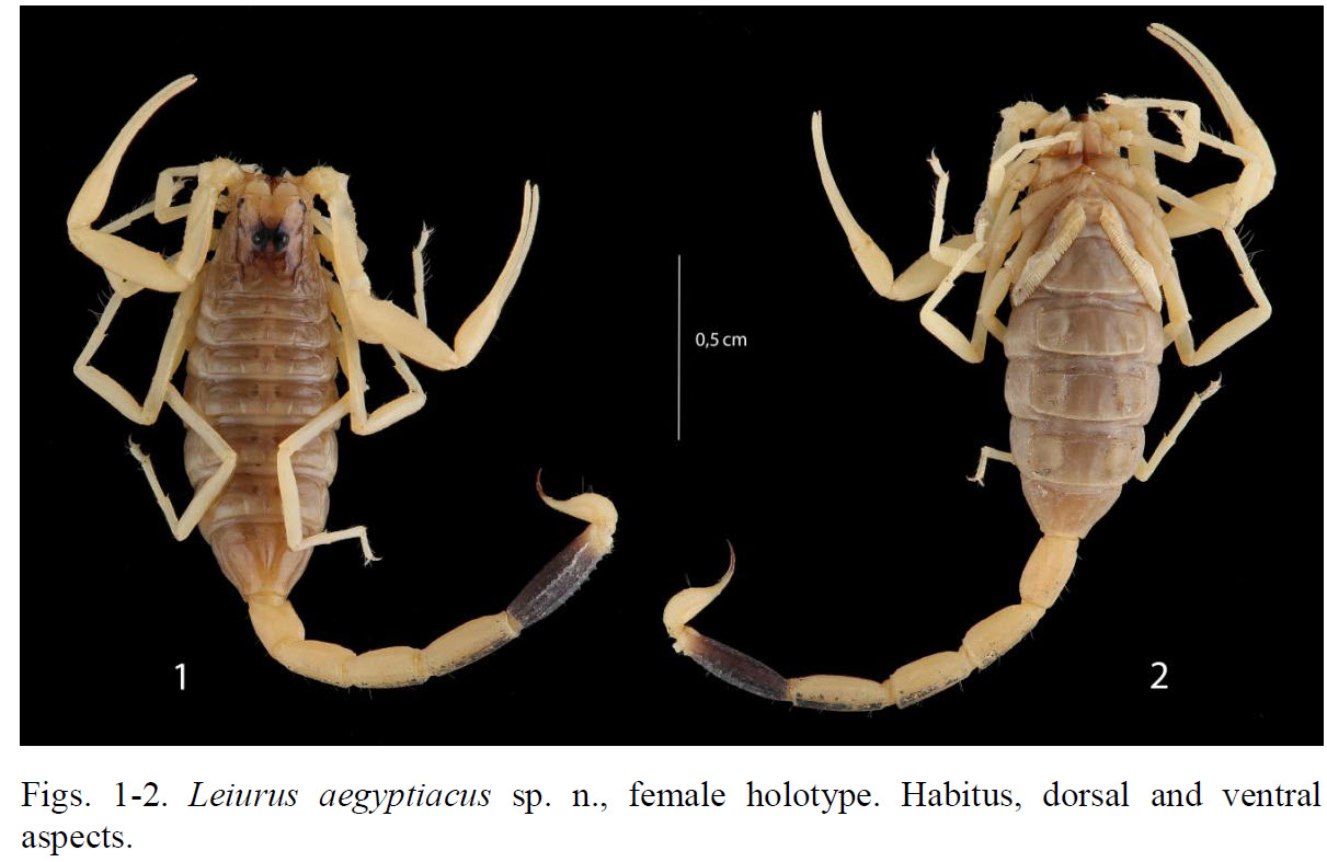 Leiurus Quinquestriatus Hebraeus