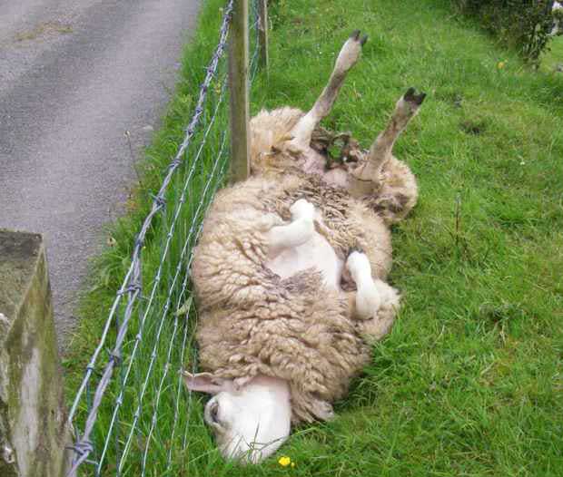 Nothing To Do With Arbroath: Upside down sheep stuck in the grass