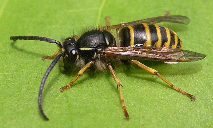 Alfs värld: Getingar är nyttiga djur