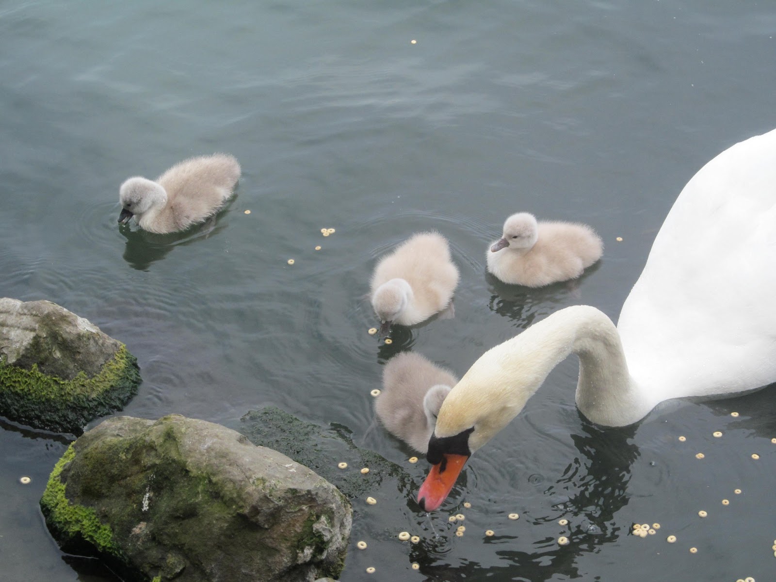 The Violet Hour: Baby Cygnets - A Swan's Tale of Love *Updated*