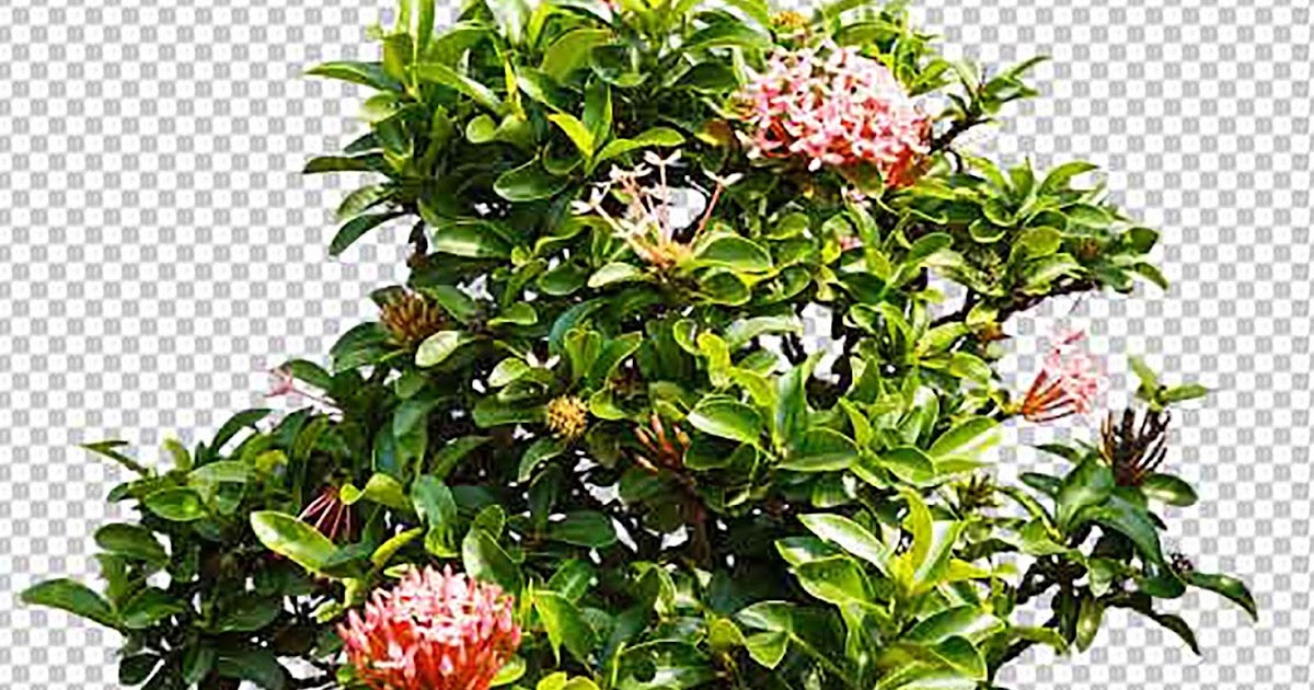 PNG Ixora Coccinea Garden plants texture 00001
