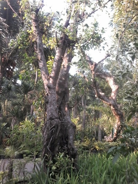 Jenis pohon perindang taman, jenis pohon peneduh, pohon pelindung ...