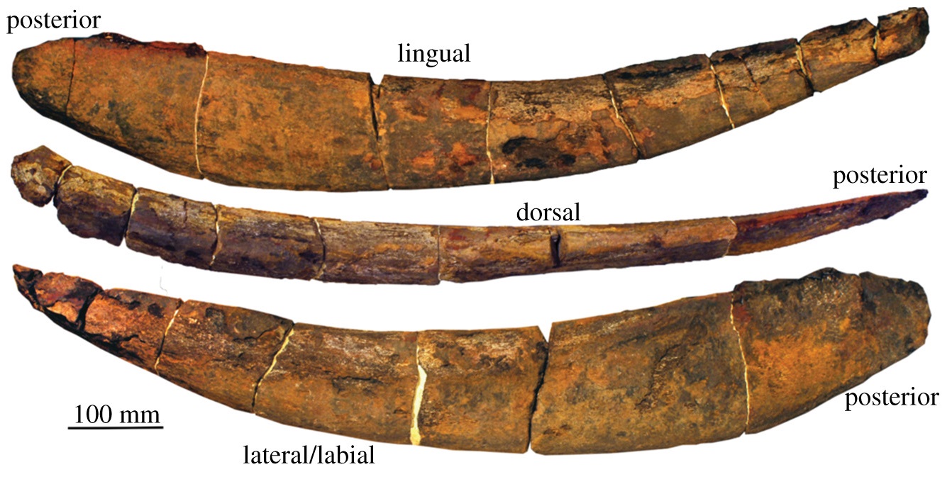 Species New to Science: [PaleoIchthyology • 2020] Was the Devonian ...
