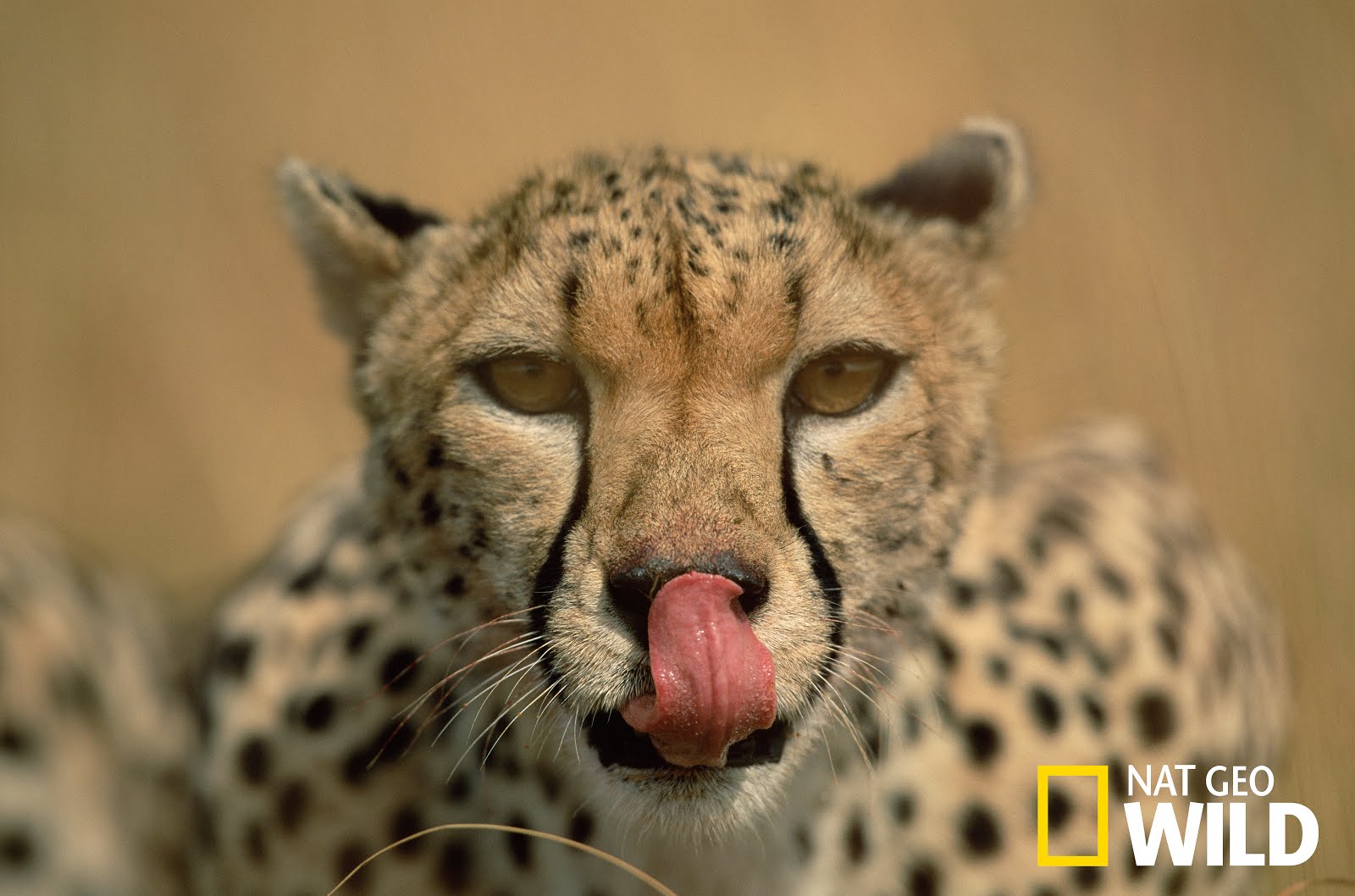 Nat Geo Wild HD Highlights Ιανουαρίου...