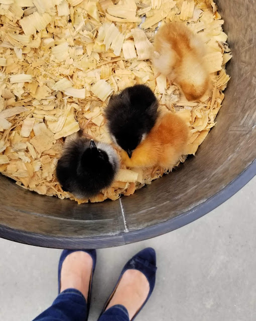 Expert Tips for Basic Baby Chick Care - Fresh Eggs Daily® with Lisa Steele