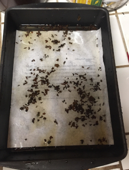 Skyfell Campaign: Session 12