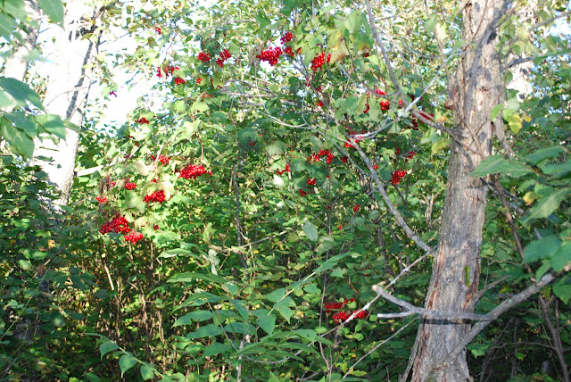 Ferme du Sault: Viorne trilobée - Pimbina
