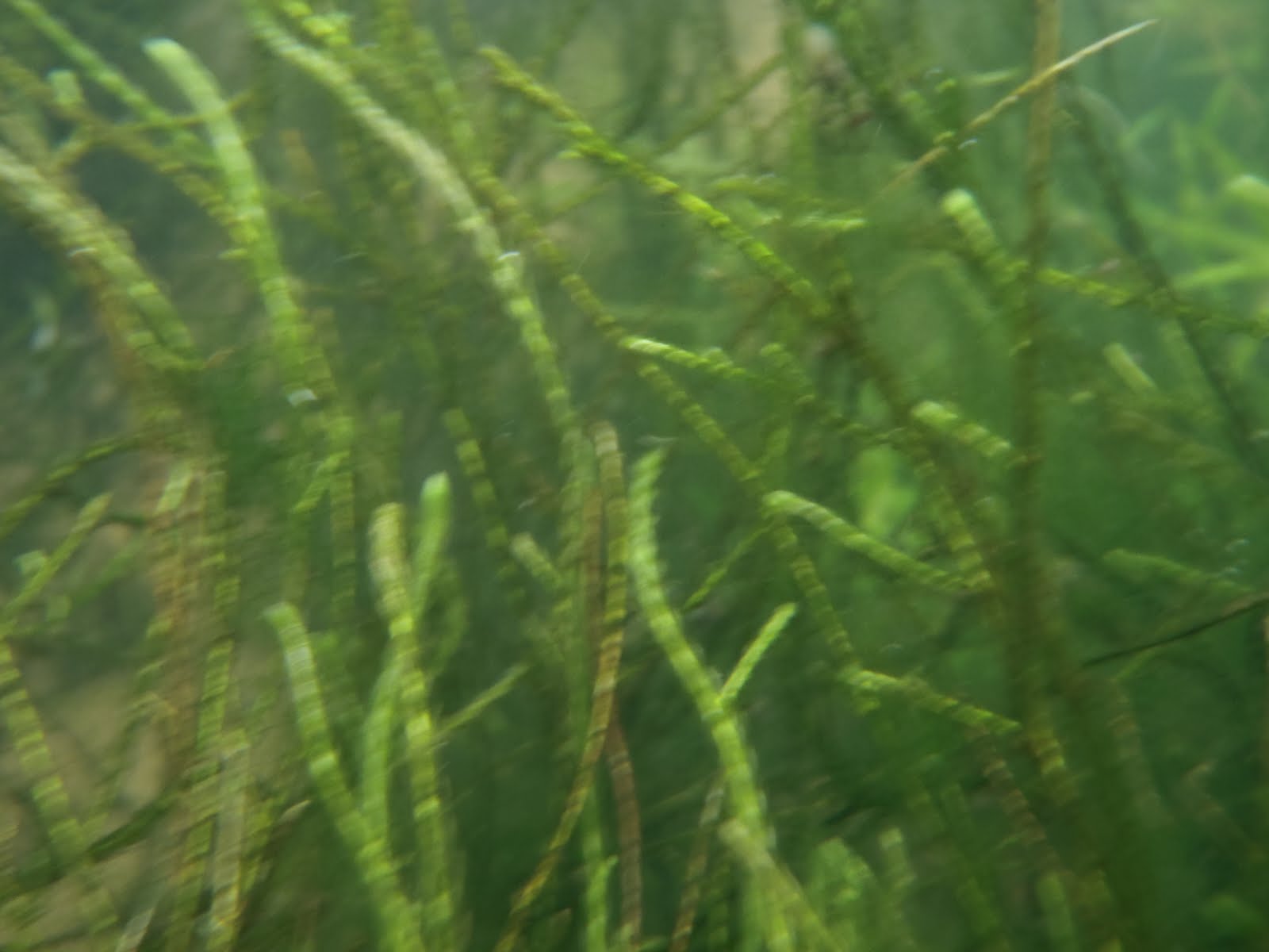 Aquatic Farmer: Mayaca Sp Rio Sao Franscisco