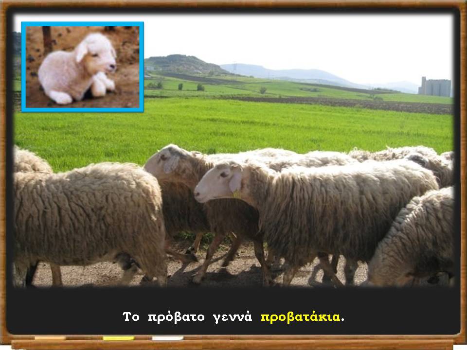 Παίζω και μαθαίνω: ΤΑ ΖΩΑ
