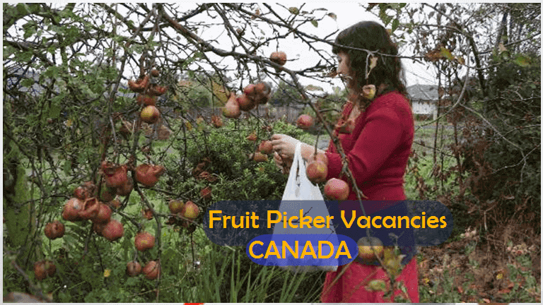 Fruit picker vacancies in canada