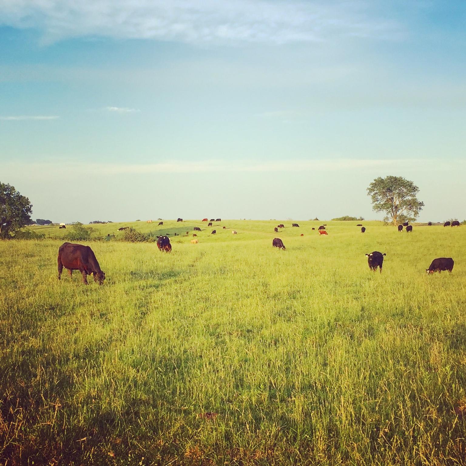 MITTAG Blog: Pasture Scene