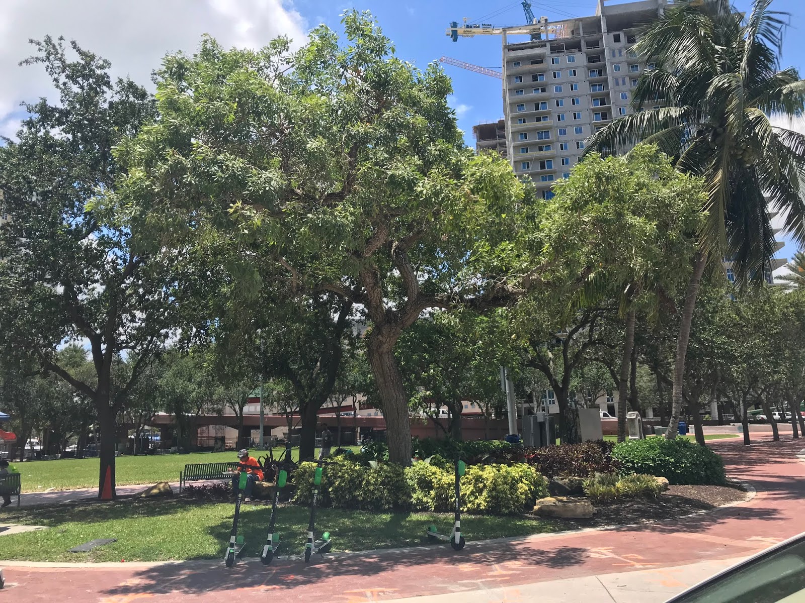 Mark's Urban Forest: Annie Beck Memorial Tree