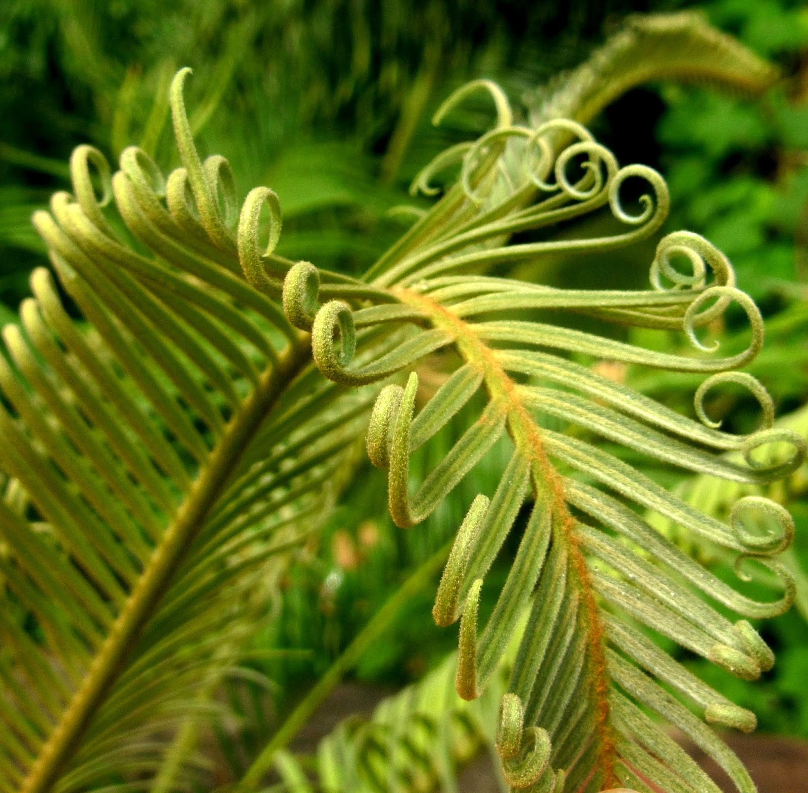 Cycas zambalensis throws a tantrum