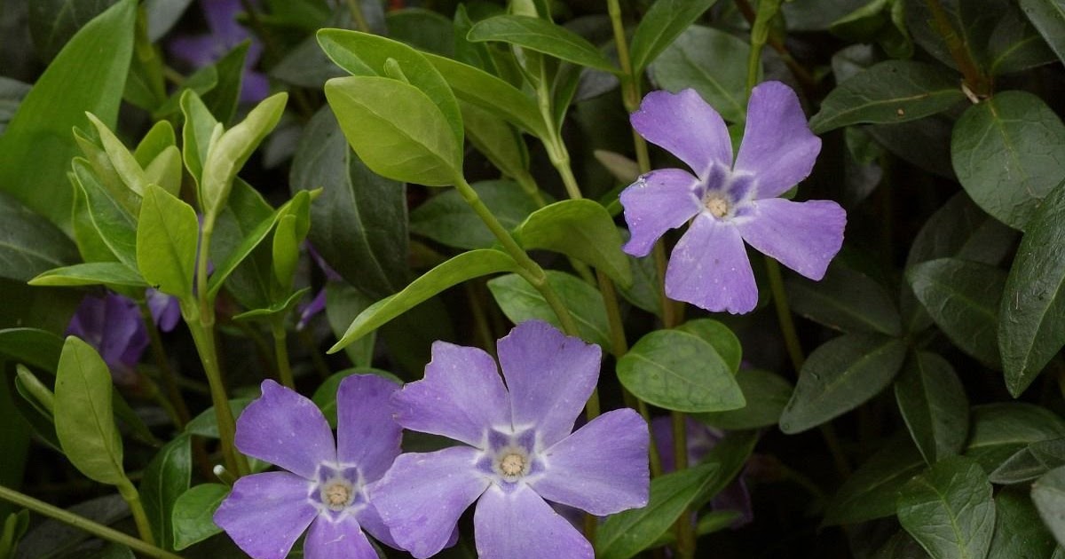 Vinpocetine (supplement)