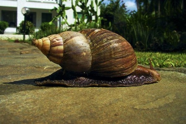 Get Images: Photos of Giant Snails