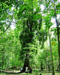 Essence Evanston-Getting to the Point: My Ramóna- Superfood From the ...