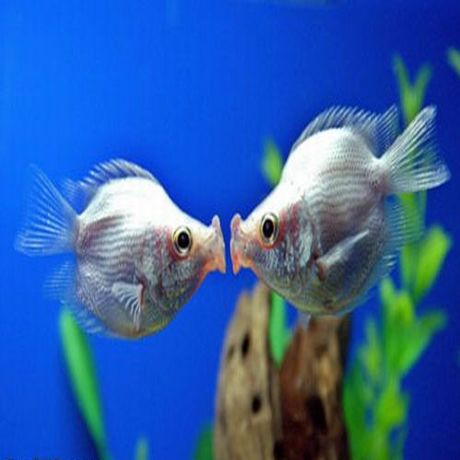 photo trick: fish kissing pictures