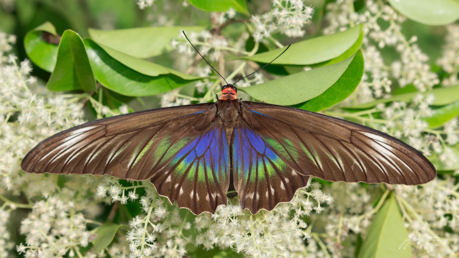Palawan Wild Frontier