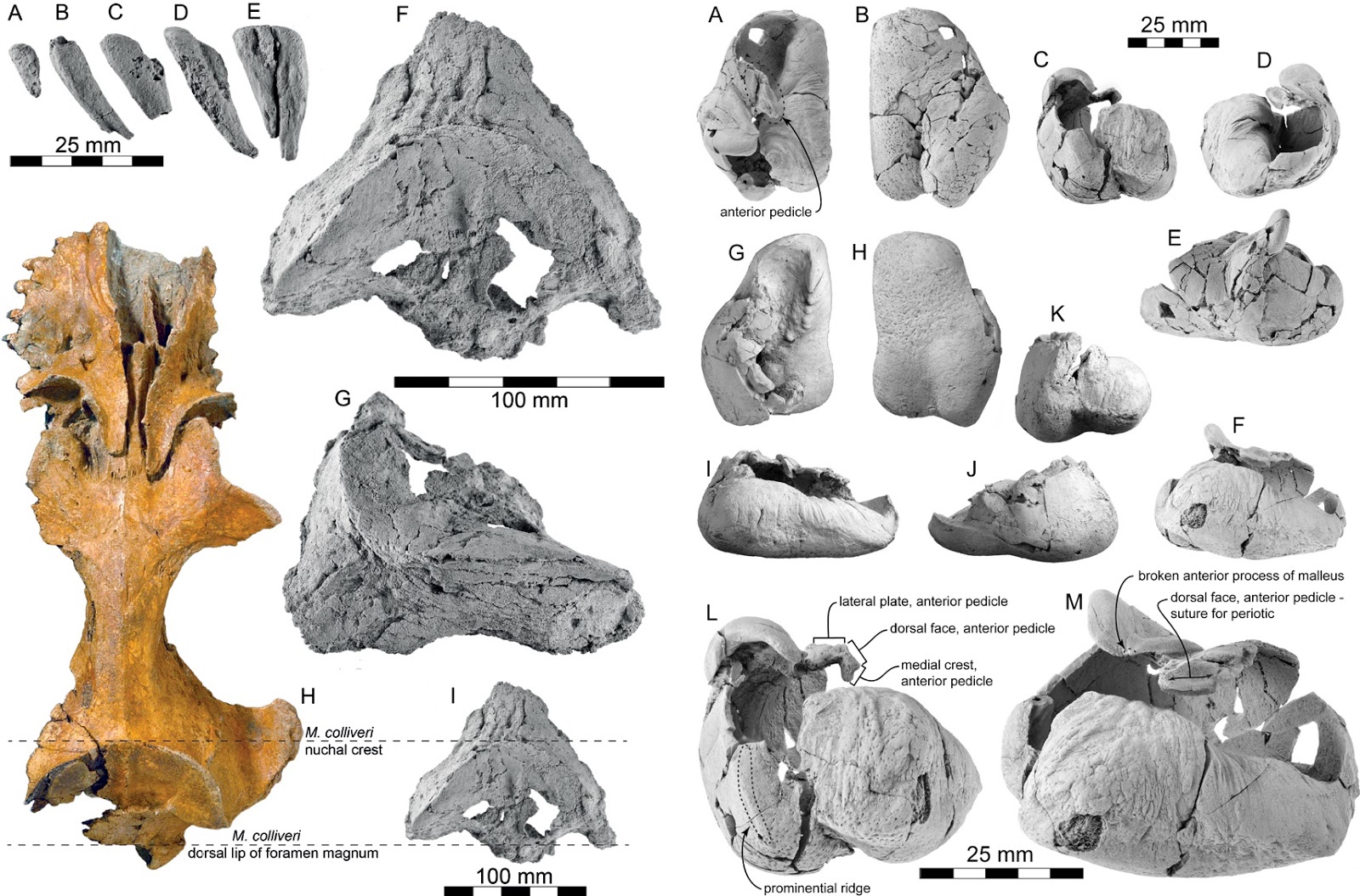 The Coastal Paleontologist: 2016 in review: Advances in marine mammal ...