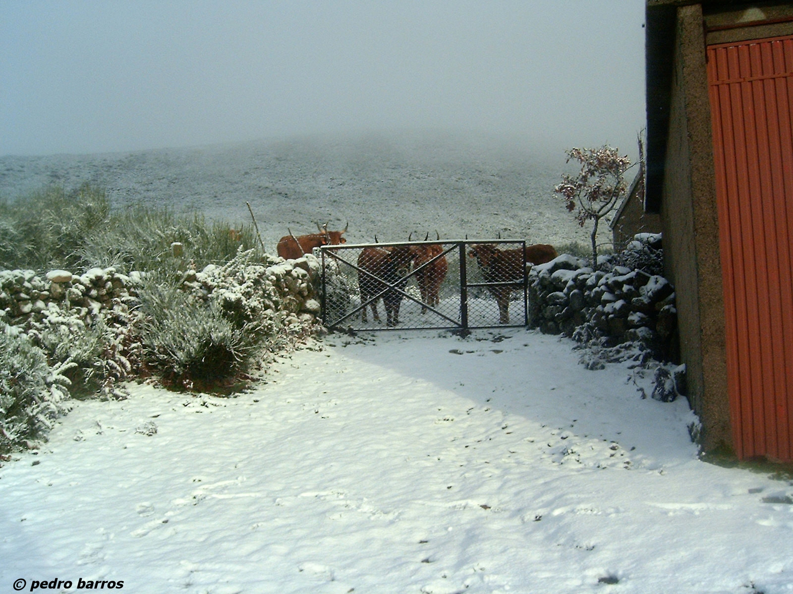 Serra da Peneda: A Vaca Barrosã