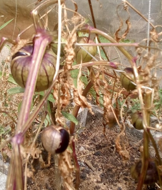 Acuaponía, jardines agroecológicos, permacultura. Huerto/Solar ...