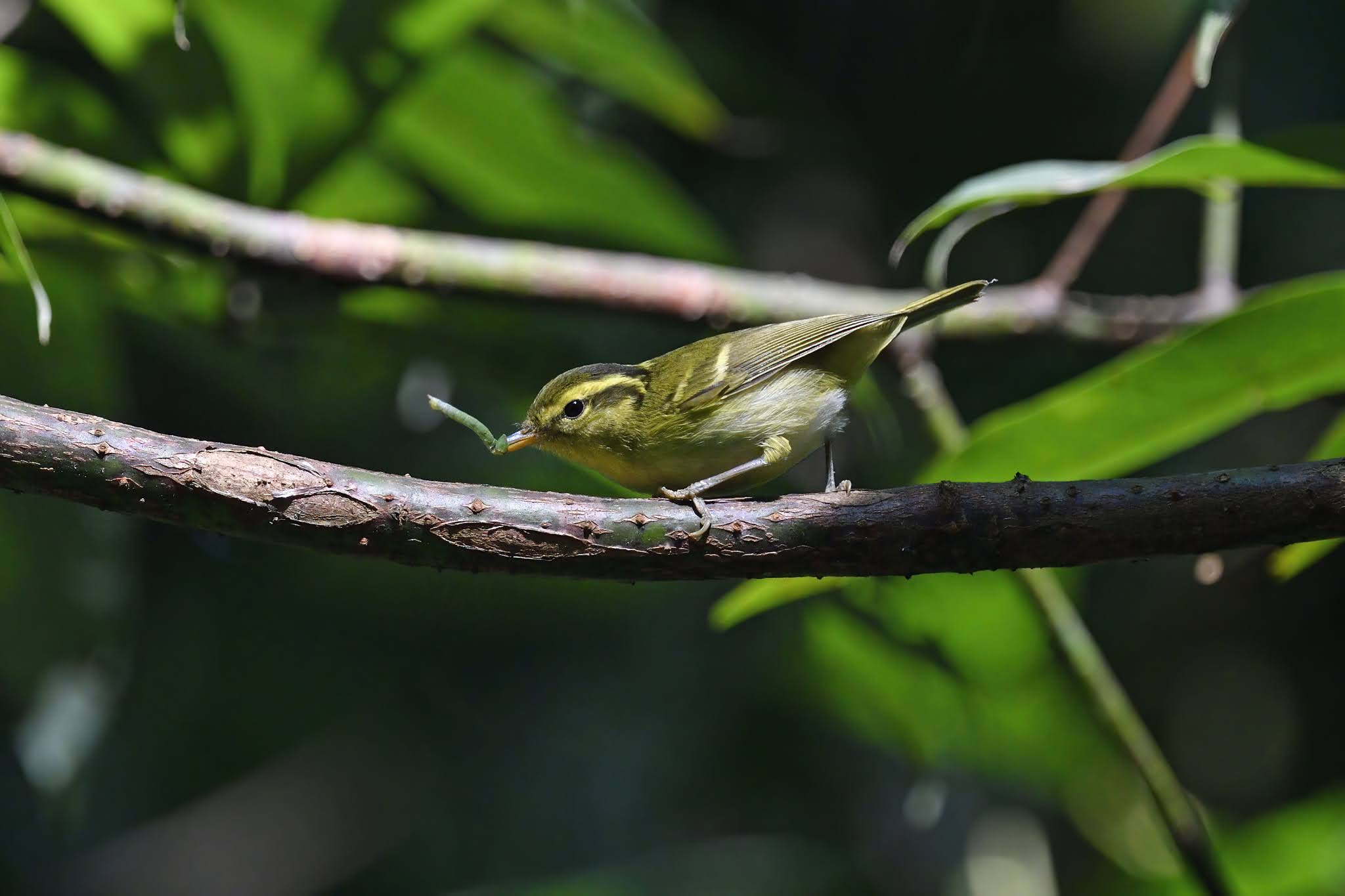 Not just birds: 2020