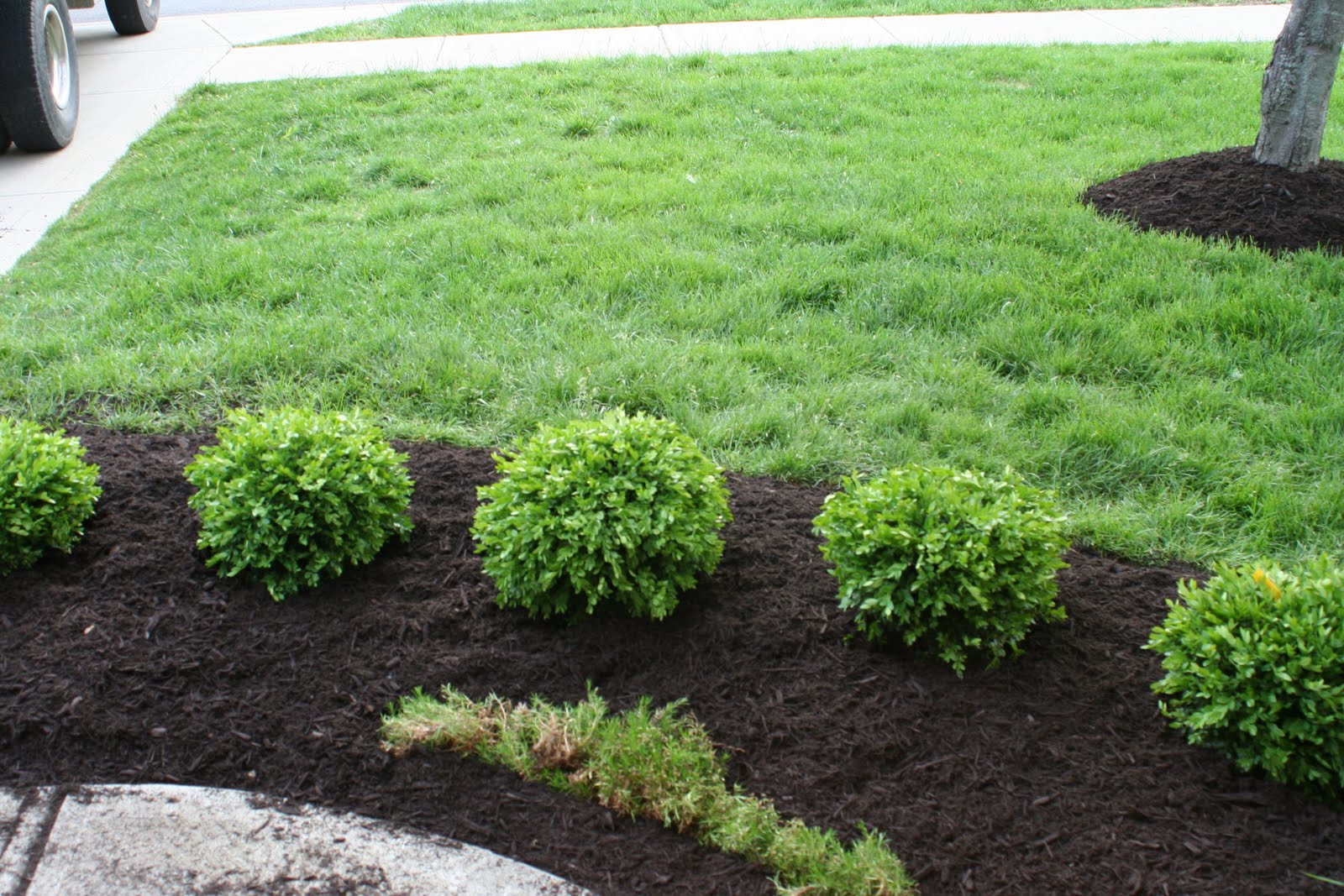 32 Low Maintenance Landscaping Plants : Garden Design 32 Low Maintenance Landscaping Plants : Garden Design