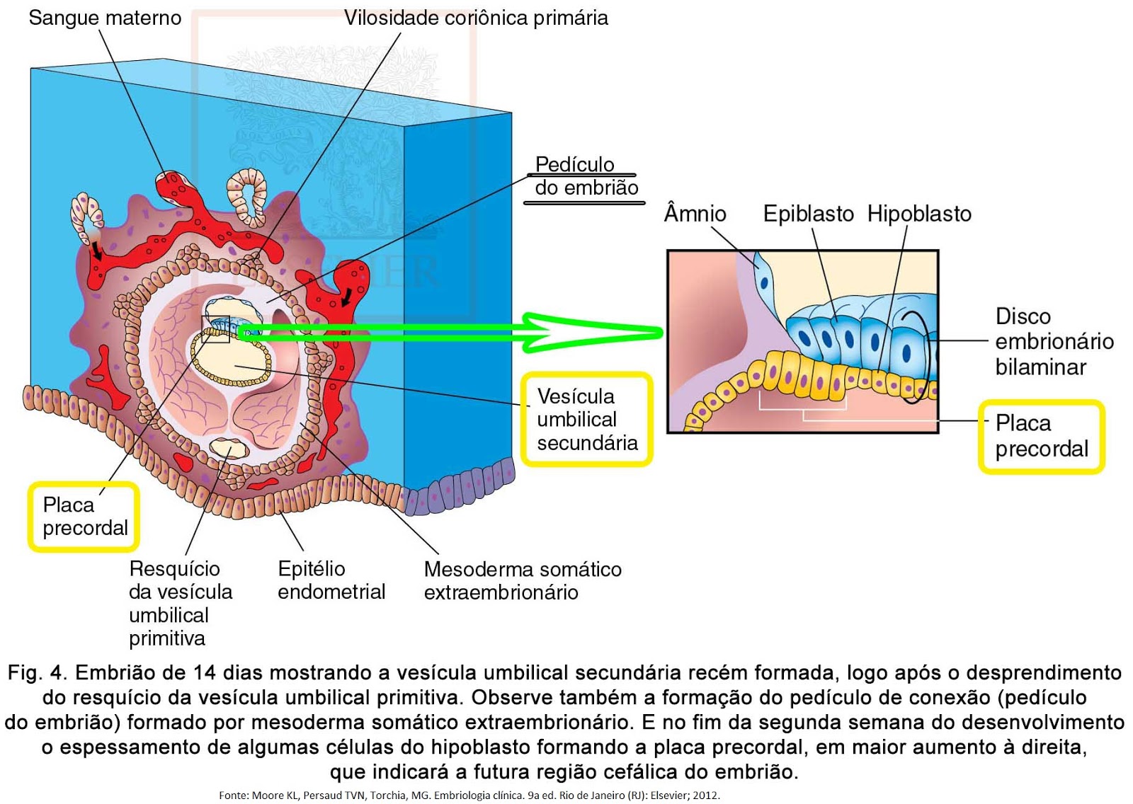 Embriolife: Segunda semana do desenvolvimento embrionário.