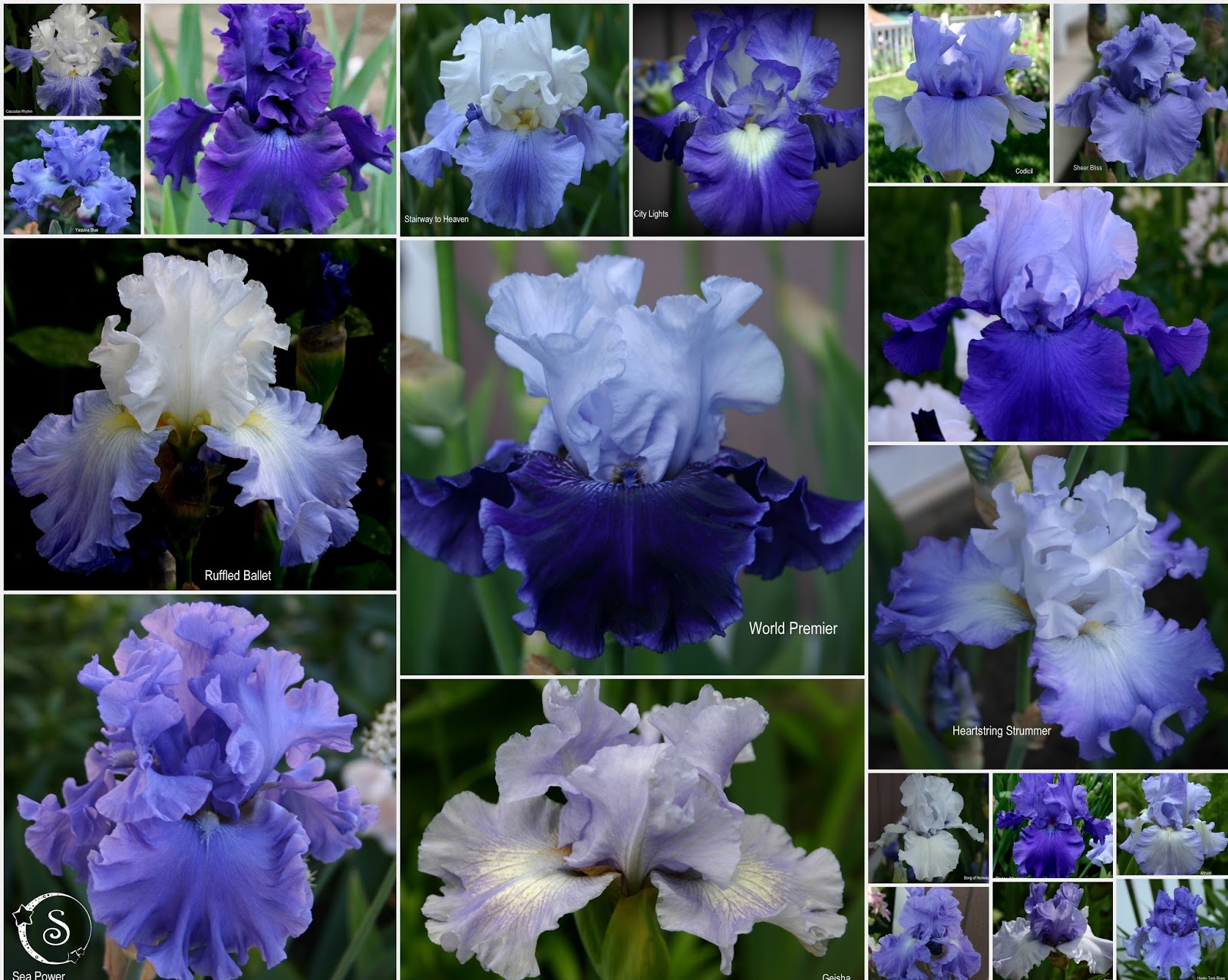 TALL BEARDED IRIS--BLUE FAVORITES FROM THE GARDEN - Sowing the Seeds