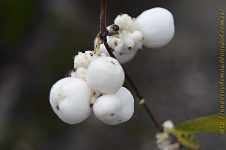 De todo un poco y alguna cosa más: Frutos blancos
