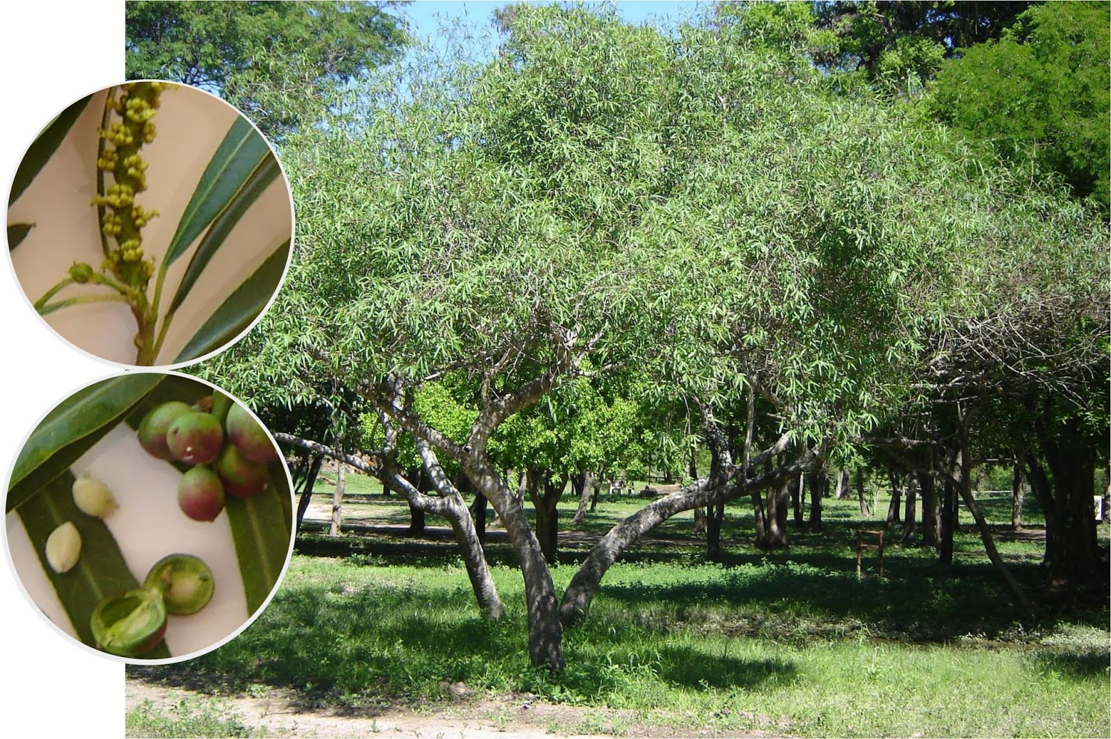 v e r d e c h a c o: Curupí