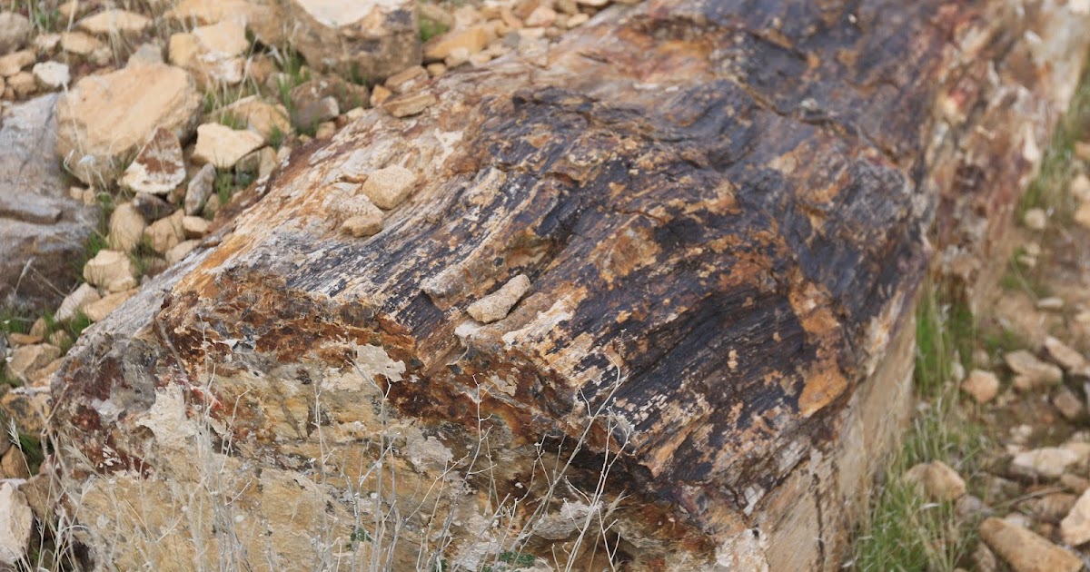 gjhikes.com: Petrified Logs
