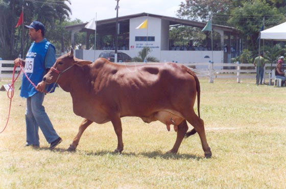 Criador e Produtor: Raça Sindi