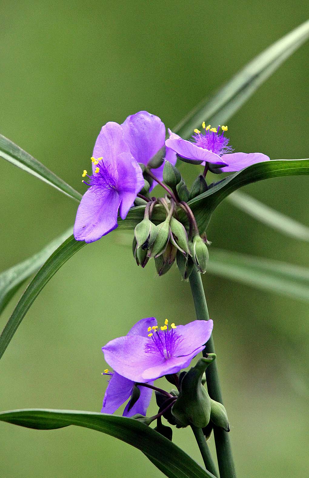 Southern Lagniappe: Splendor in the Grass