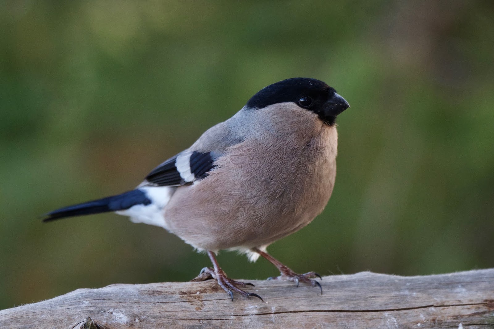 Naturfoto Einar Hugnes: Småfuglene holder stand ved foringa i skogen!