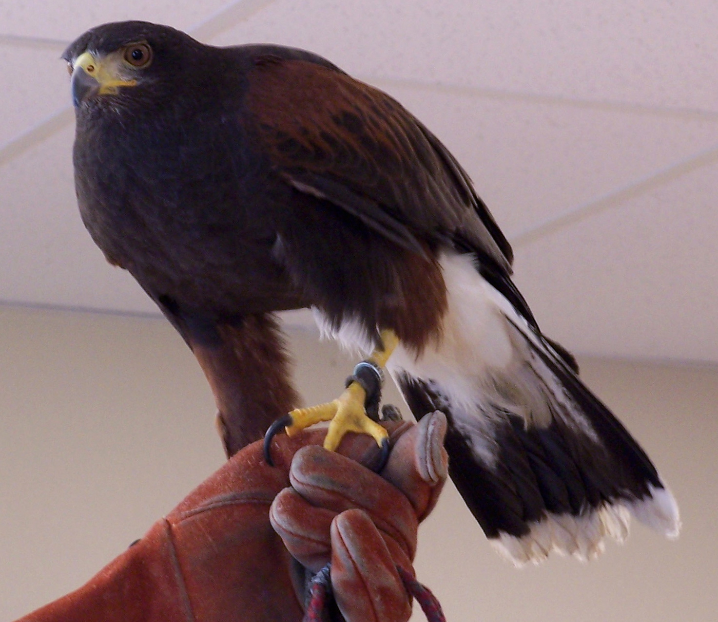 The Natural World: Harris Hawk at the Dinosaur Hotel!
